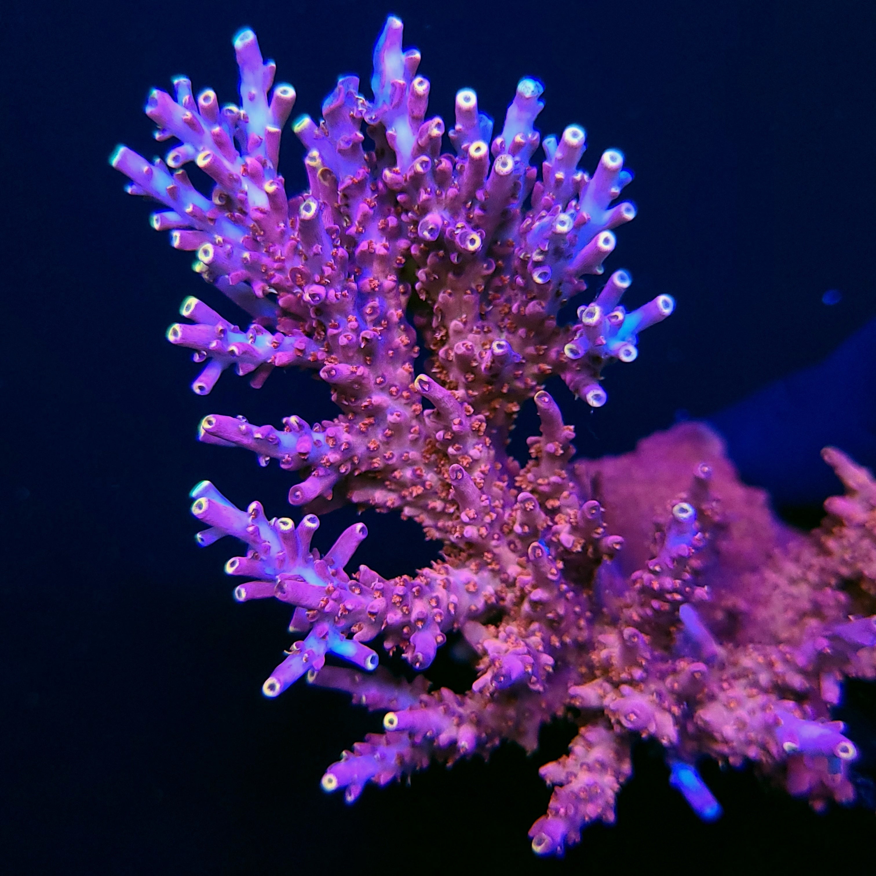 TCK Code Red – Graham's Aquaculture