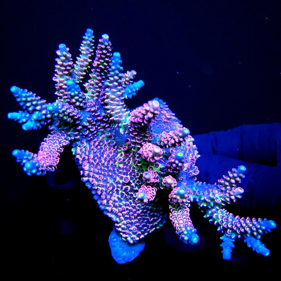 Vivid's Blueberry Blast – Graham's Aquaculture