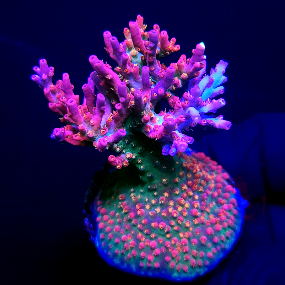 Vivid Confetti – Graham's Aquaculture